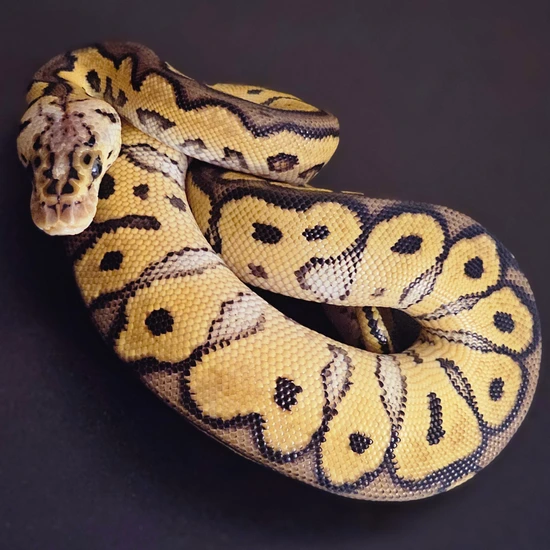 1.2 Clown\Crypton Project Group Ball Python by Warrior Garden Exotics