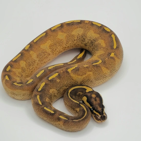 Enchi Freeway Ball Python by Warrior Garden Exotics
