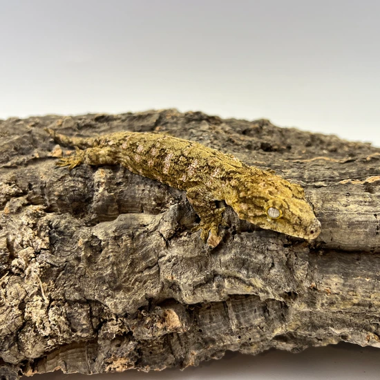 Pure Moro Leachianus Leachianus Gecko by JH Leachies