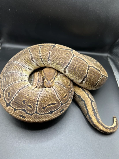 Pinstripe Ball Python by Paratrooper Pythons