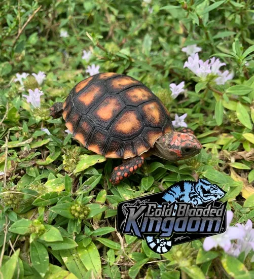 Cherry Head Red Foot Tortoise Red-Footed Tortoise by Cold Blooded Shop