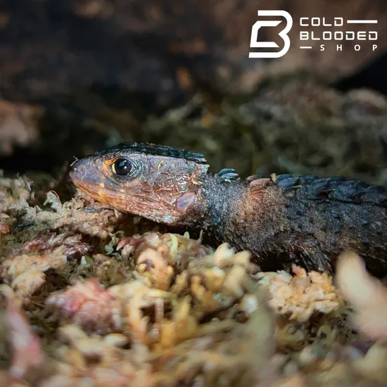 White Eyed Crocodile Skink - Tribolonotus Novaeguineae More Skink by ...
