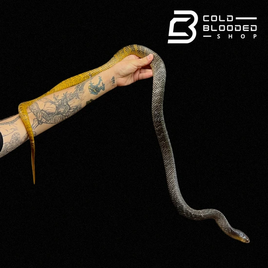 Juvenile Yellow Tailed Cribo - Drymarchon Corais Cribo & Indigo Snakes ...