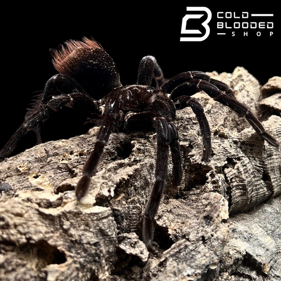 Peruvian Blue Leg Birdeater Tarantula - Pamphobeteus Antinous by Cold ...