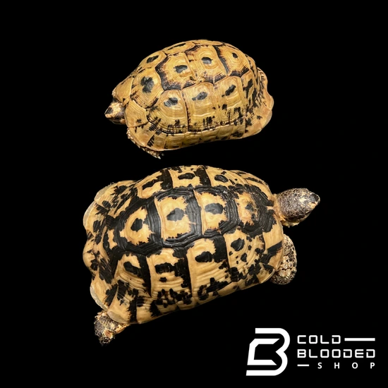 Greek Tortoises - Testudo Graeca by Cold Blooded Shop