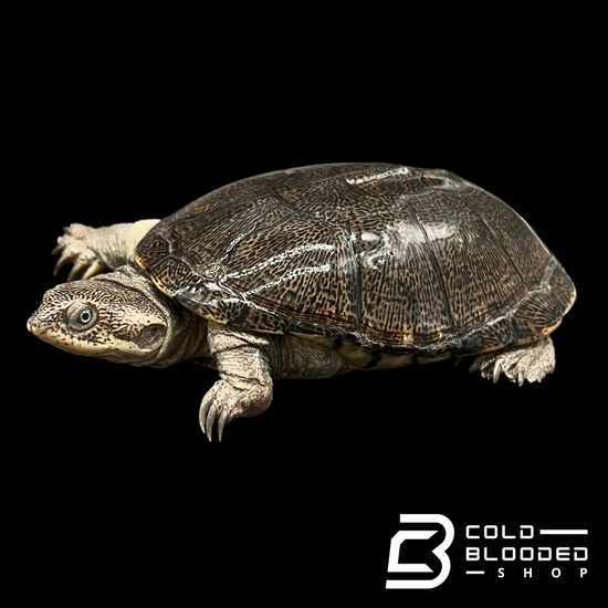 Adanson's Mud Turtles - Pelusios Adansonii Mud & Musk Turtles by Cold ...
