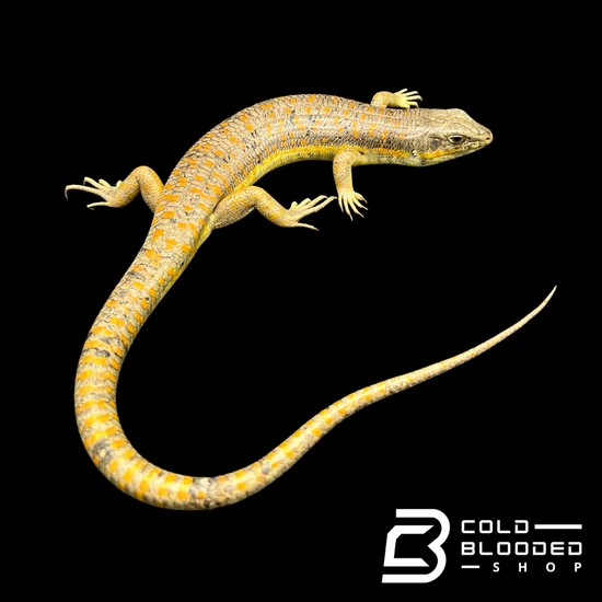 Schneider's Skinks - Eumeces Schneiderii More Skink by Cold Blooded Shop