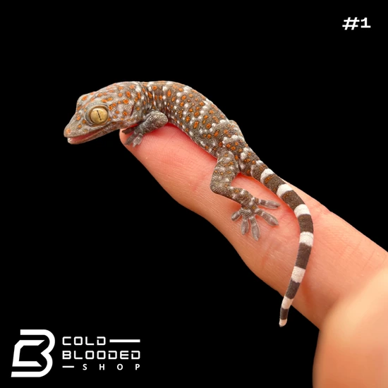 Young Tokay Geckos - Gekko Gecko by Cold Blooded Shop