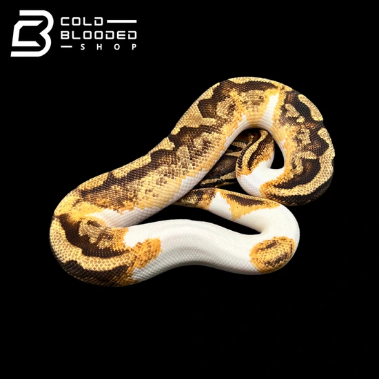 Gorgeous Pied Ball Python Python Regius By Cold Blooded Shop