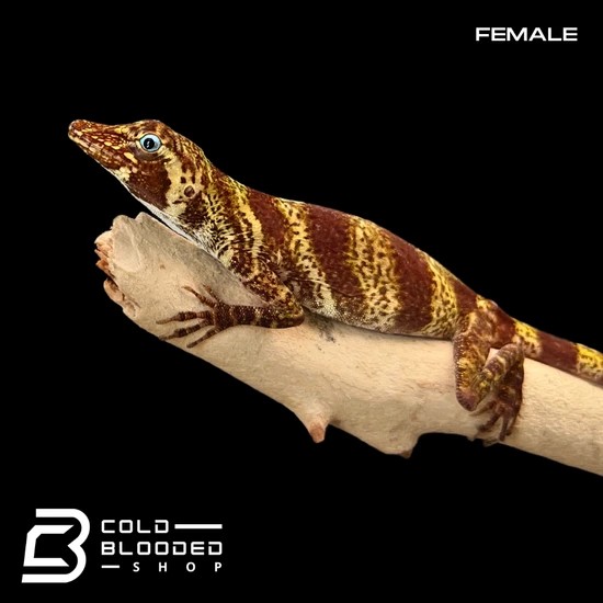 Banded Tree Anoles - Anolis Transversalis by Cold Blooded Shop