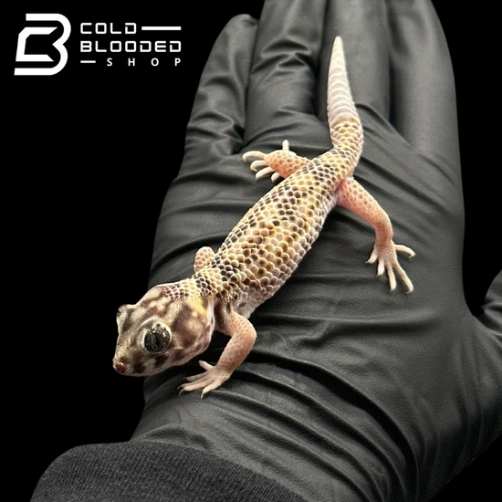 Frog-Eyed Geckos - Teratoscincus Scincus More Gecko by Cold Blooded Shop