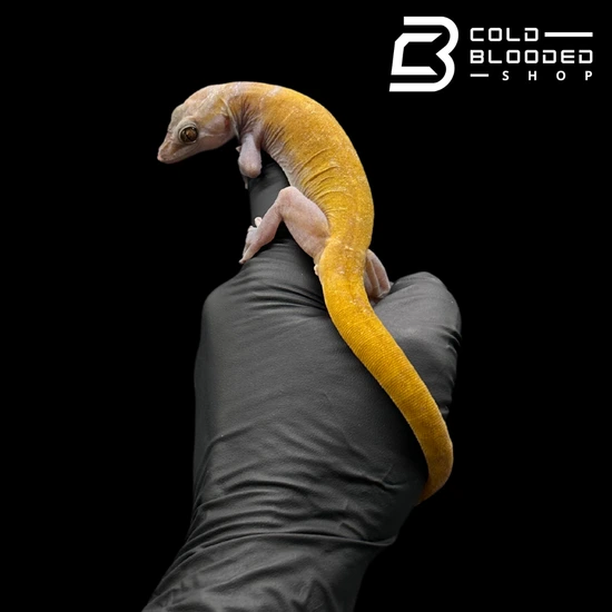 Golden Geckos - Gekko Auratus More Gecko by Cold Blooded Shop