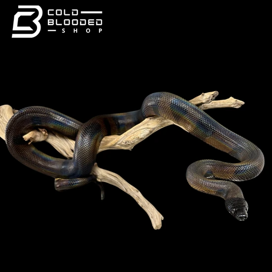 Bismarck Ringed Python - Bothrochilus Boa by Cold Blooded Shop