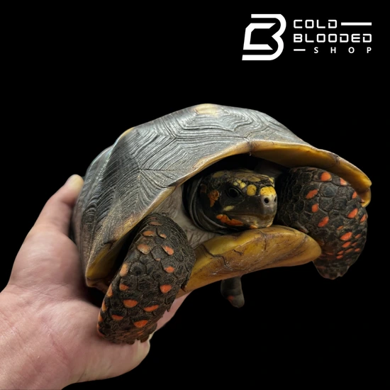 Suriname Redfoot Tortoises Mid Size - Chelonoidis Carbonaria Red-Footed ...