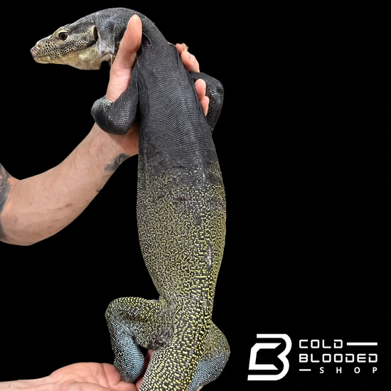 Tri-color Monitor - Varanus Yuwonoi #1 Other Monitor by Cold Blooded Shop