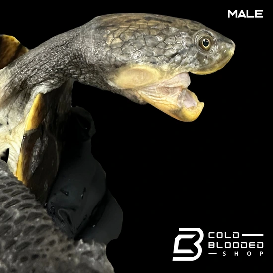 Wermuth's Toad Headed Turtles - Mesoclemmys Wermuthi Side-Necked Turtle ...