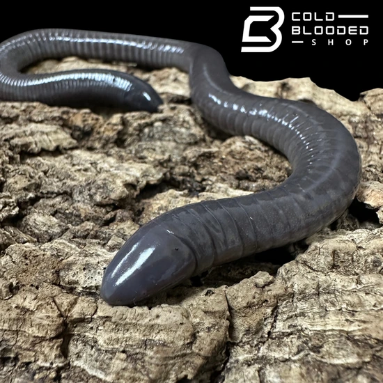 Mexican Caecilian - Dermophis Mexicanus More Amphibian by Cold Blooded Shop