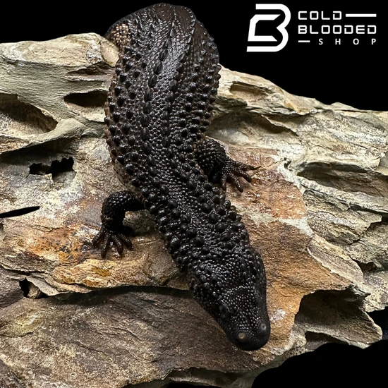 Juvenile Earless Monitor Lizard #2 - Lanthanotus Borneensis Other ...