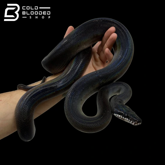 Southern White Lipped Python - Bothrochilus Meridionalis White-Lipped ...