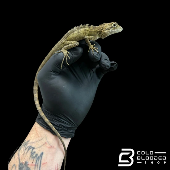 Northern Forest Dragon - Hypsilurus Magnus More Lizard by Cold Blooded Shop