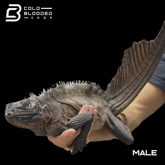 Adult Pair Of Indonesian Giant Sailfin Dragon Lizard - Hydrosaurus ...