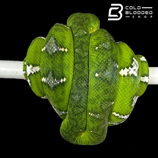 Adult Emerald Tree Boa Oddball Pattern - Corallus Caninus Northern ...