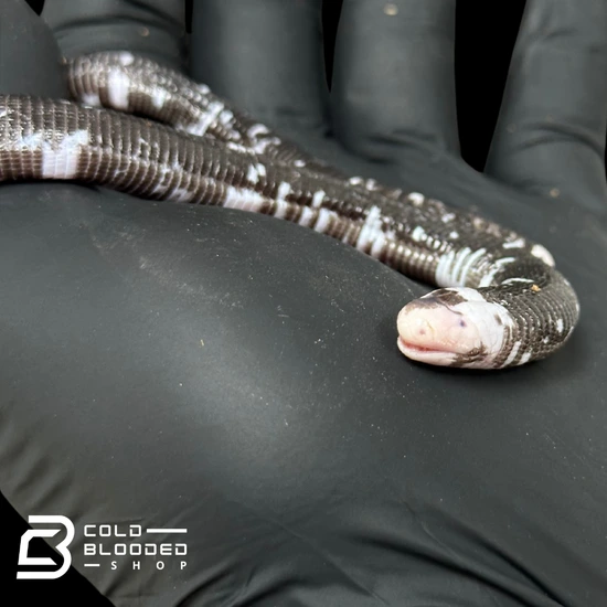 Black And White Worm Lizard - Amphisbaena Fuliginosa #1 Legless Lizard ...