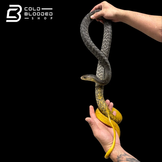 Male Yellow Tailed Cribo (Suriname) - Drymarchon Corais Cribo & Indigo ...