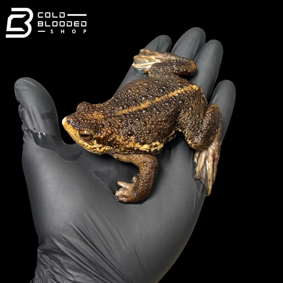 False Toad - Pseudobufo Subasper by Cold Blooded Shop