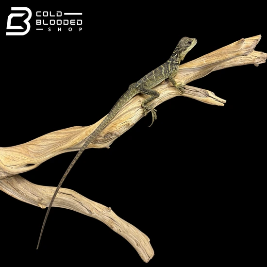 Indonesian Sailfin Dragon Lizards - Hydrosaurus Microlophus by Cold ...