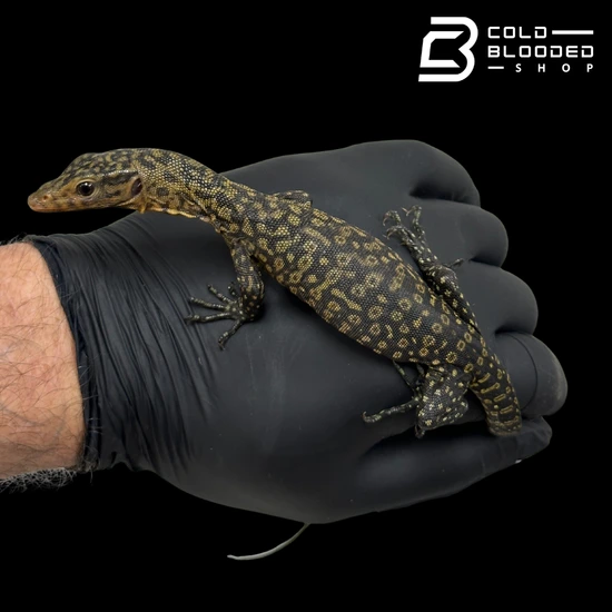 Quince Monitor - Varanus Melinus Other Monitor by Cold Blooded Shop