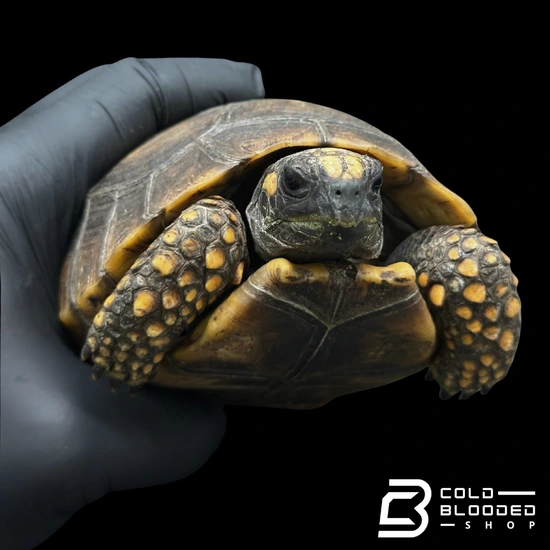 Yellow Foot Tortoise - Chelonoidis Denticulata Yellow-Footed Tortoise ...