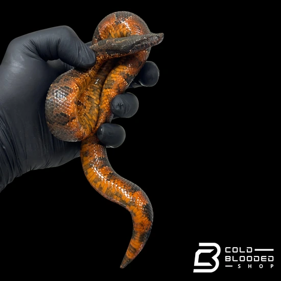 Red Viper Boa - Candoia Aspera More Boa by Cold Blooded Shop