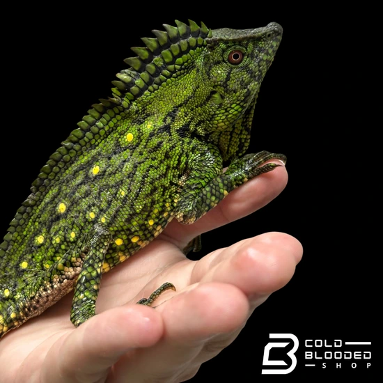 Adult Abbott's Crested Lizard - Gonocephalus Doriae Abbotti More Lizard ...