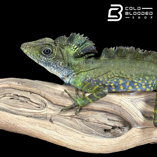 Giant Forrest Dragon - Gonocephalus Grandis More Lizard by Cold Blooded ...