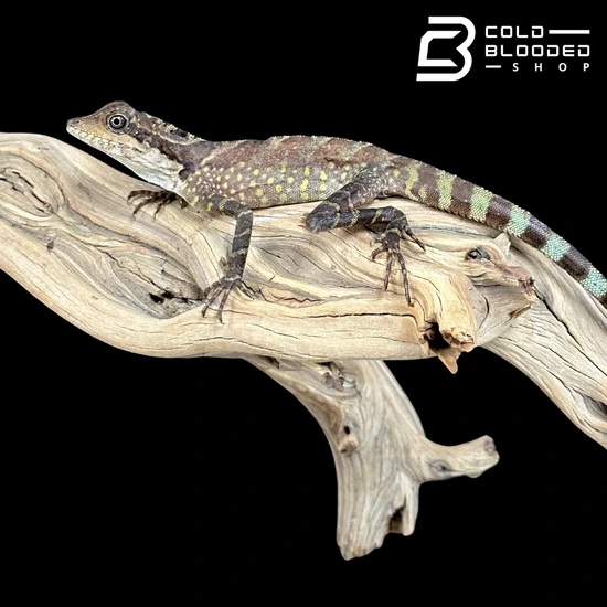 Giant Forrest Dragon - Gonocephalus Grandis More Lizard by Cold Blooded ...