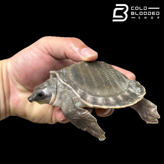 Fly River Turtles - Carettochelys Insculpta #2 by Cold Blooded Shop