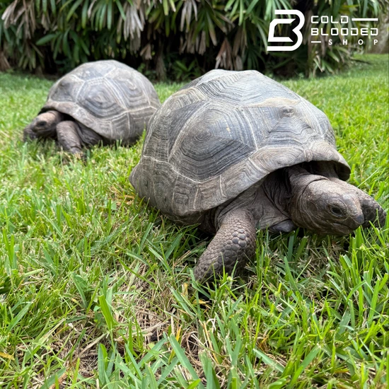 Aldabra Tortoises - Aldabrachelys Gigantea by Cold Blooded Shop
