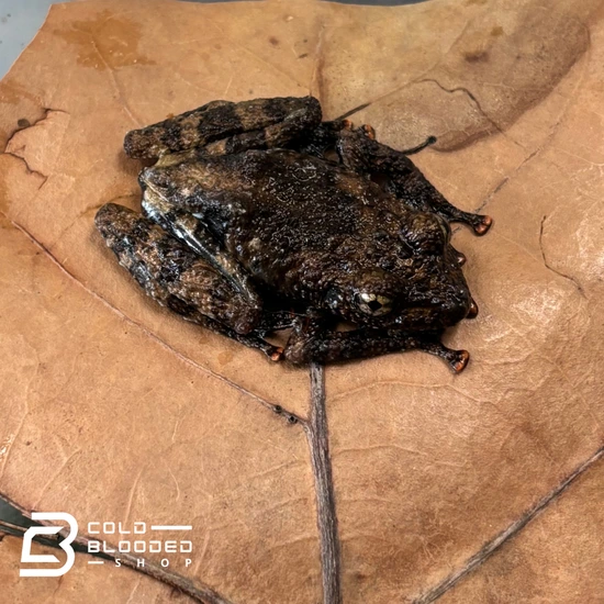 Spiny Warty Frogs - Theloderma Horridum Bird Poop Frog by Cold Blooded Shop