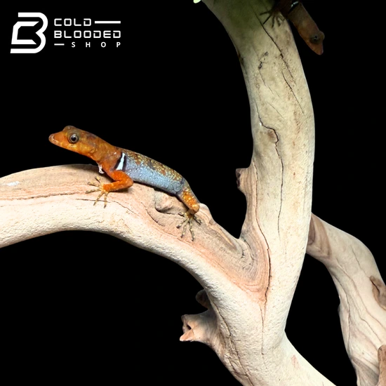 O'Shaughnessy's Geckos PAIRS - Gonatodes Concinnatus More Gecko by Cold ...
