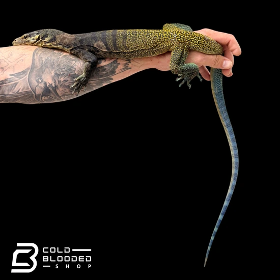 Tri-Color Monitor - Varanus Yuwonoi Other Monitor by Cold Blooded Shop