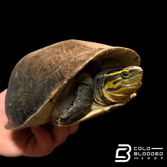 Malaysian Box Turtle - Cuora Cuoro by Cold Blooded Shop