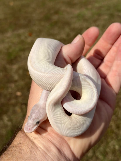 Super Mojave/Blue Eyed Lucy Ball Python by Rva Dragons