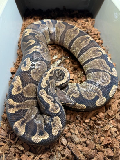 RTB GHI Het Sunset Ball Python by Rva Dragons