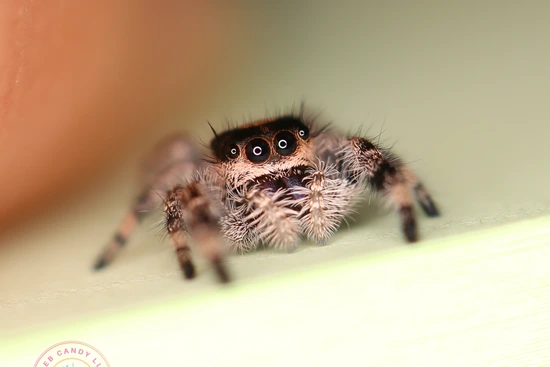 "Violet" Female Phidippus Regius (Aka Regal Jumping Spider) by Web ...