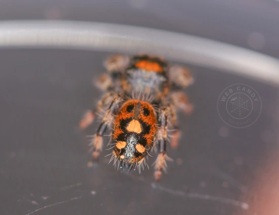 "Rudolph's Nose" Phidippus Regius (Aka Regal Jumping Spider) by Web Candy LLC