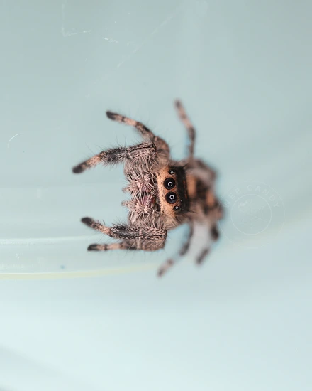 "Cowgirl" Phidippus Regius Jumping Spider by Web Candy LLC