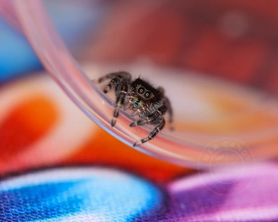 "Pacific" CH Phidippus Audux (Aka Bold) Jumping Spider by Web Candy LLC