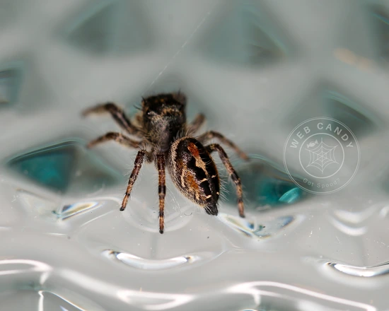"Cola" CB Phidippus Adumbratus Jumping Spider by Web Candy LLC