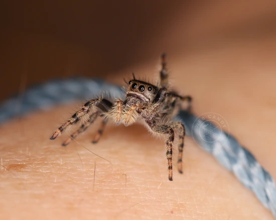 "Neptune" CB Female Phidippus Adumbratus Jumping Spider by Web Candy LLC